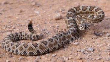 Top 10 Most Poisonous Snakes in The World
