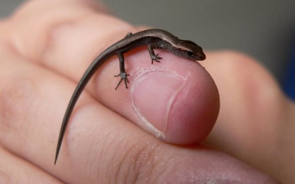 Top 10 Smallest Animals in The World That You've Never Heard About