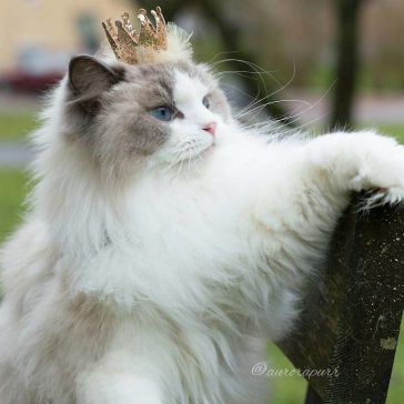 Meet Aurora, The Most Beautiful and Fluffiest Princess Cat Ever