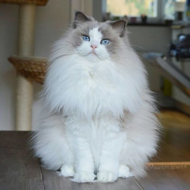 Meet Aurora, The Most Beautiful and Fluffiest Princess Cat Ever