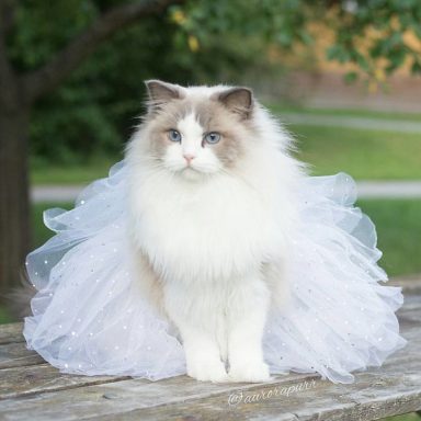 Meet Aurora, The Most Beautiful and Fluffiest Princess Cat Ever