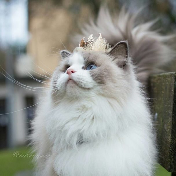 Meet Aurora, The Most Beautiful and Fluffiest Princess Cat Ever