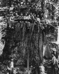 23 Vintage Lumberjacks Photos Who Felled Giant Trees With Hand Tools ...