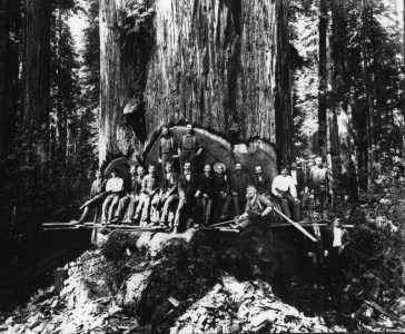 23 Vintage Lumberjacks Photos Who Felled Giant Trees With Hand Tools ...