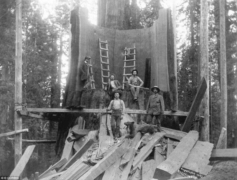 23 Vintage Lumberjacks Photos Who Felled Giant Trees With Hand Tools ...