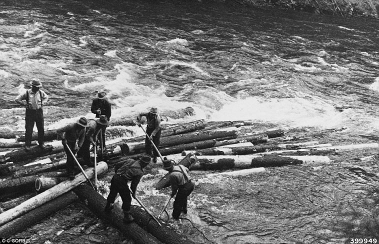 23 Vintage Lumberjacks Photos Who Felled Giant Trees With Hand Tools ...