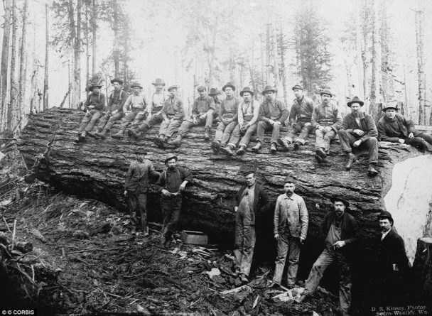 23 Vintage Lumberjacks Photos Who Felled Giant Trees With Hand Tools ...