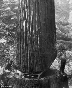 23 Vintage Lumberjacks Photos Who Felled Giant Trees With Hand Tools ...