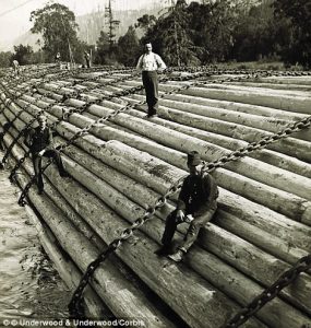 23 Vintage Lumberjacks Photos Who Felled Giant Trees With Hand Tools ...
