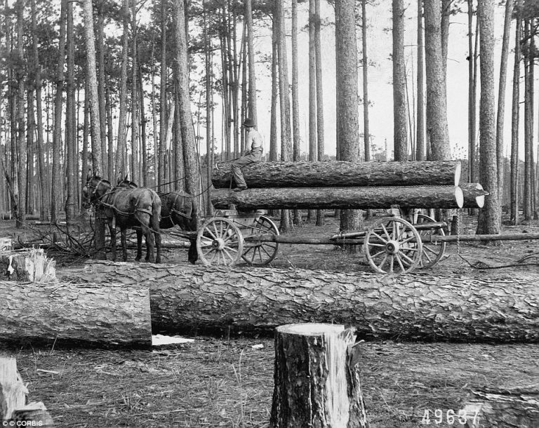 23 Vintage Lumberjacks Photos Who Felled Giant Trees With Hand Tools ...