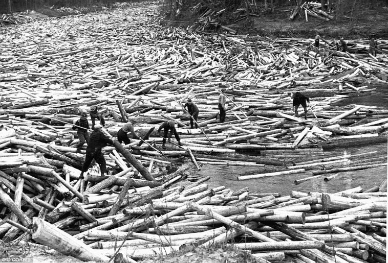 23 Vintage Lumberjacks Photos Who Felled Giant Trees With Hand Tools ...