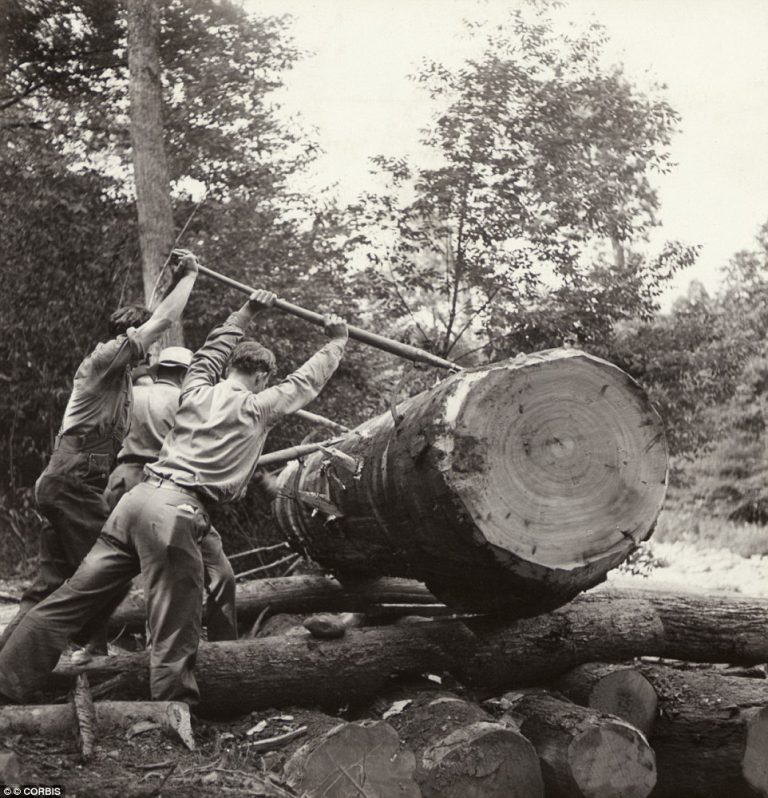 23 Vintage Lumberjacks Photos Who Felled Giant Trees With Hand Tools ...