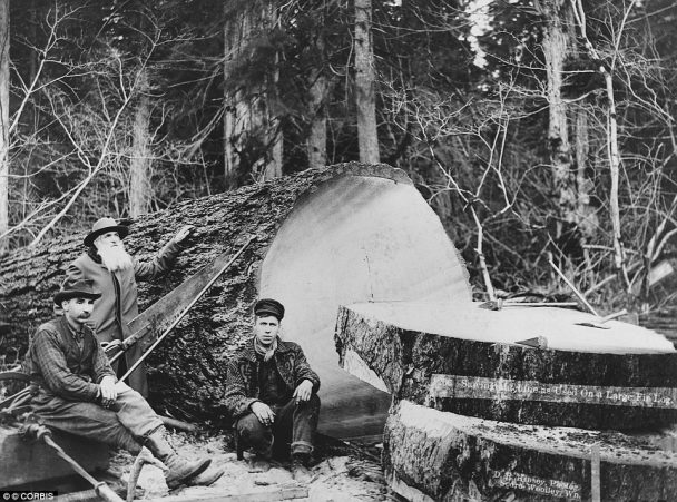 23 Vintage Lumberjacks Photos Who Felled Giant Trees With Hand Tools ...