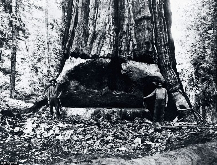 23 Vintage Lumberjacks Photos Who Felled Giant Trees With Hand Tools ...