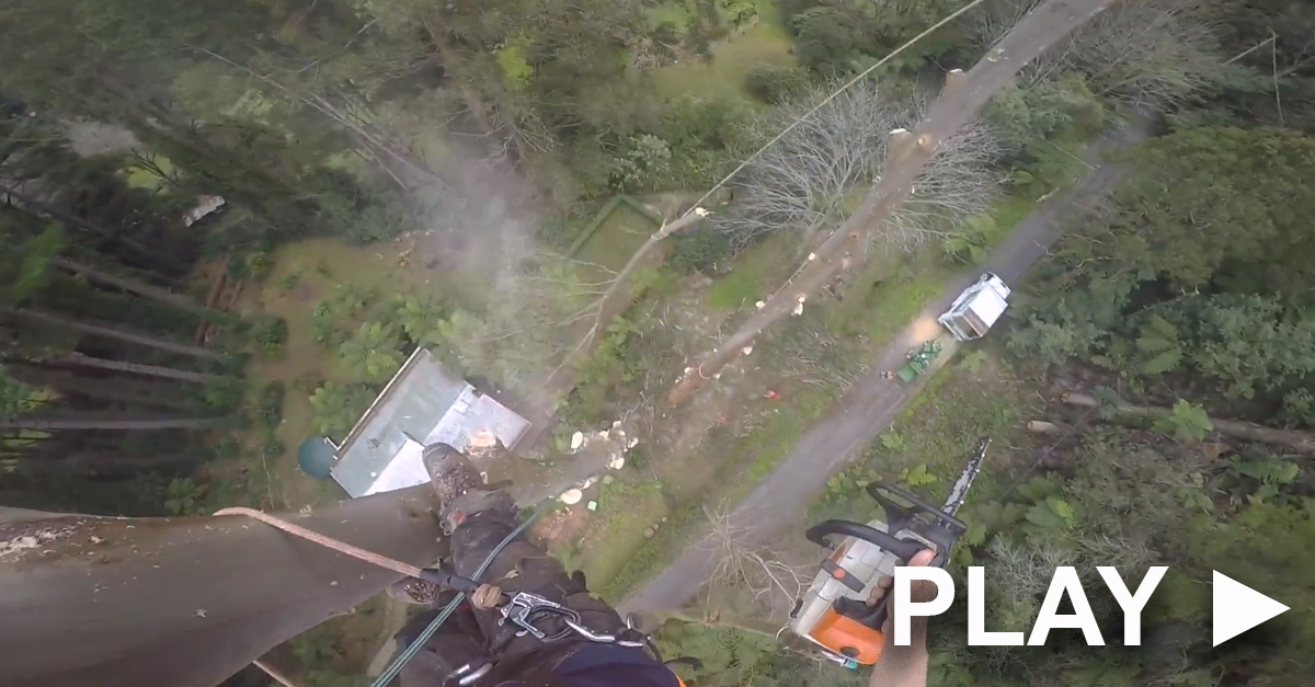 Epic Video of a Tree Removal Shows Exactly Why Lumberjacks are Fearless