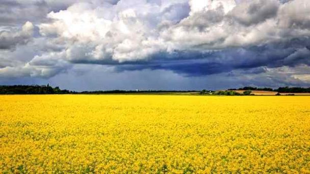 Top 10 Largest Grasslands in The World